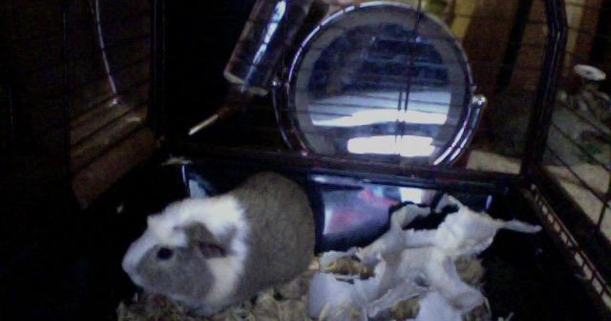 Veritas Press | Student Spotlight: The Story of P-nut Hathcox by Lucy…